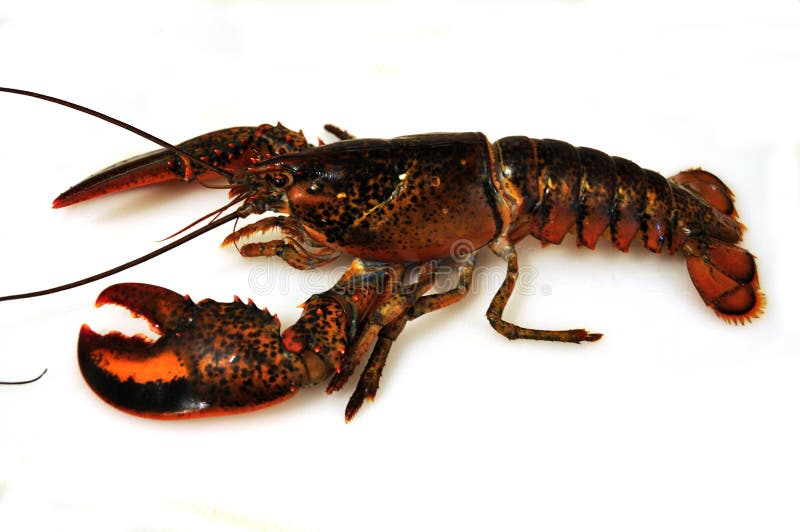 Common lobster stock photo. Image of gourmet, eating - 35538764
