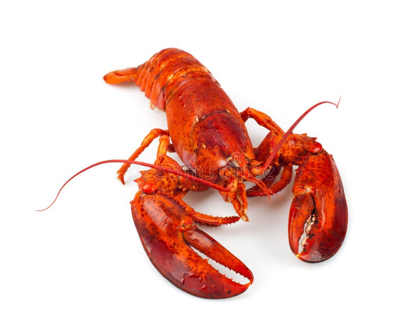 Whole Red Lobster Isolated on White Background Stock Photo - Image of ...