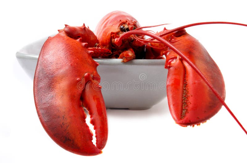 Red lobster stock image. Image of dining, delicatessen - 2949487