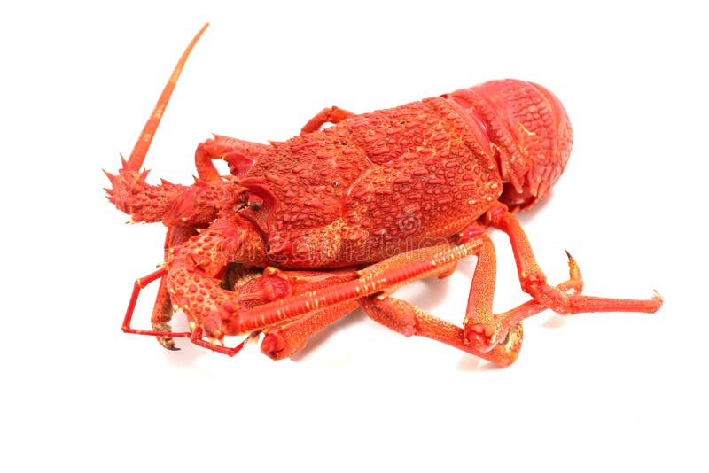 Large Red Lobster Stock Photos - Download 1,479 Royalty Free Photos