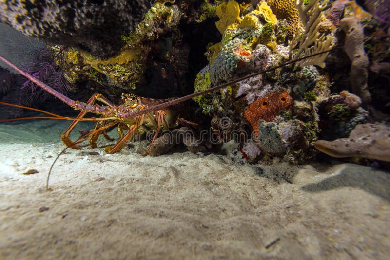 Red lobster in the wild stock photo. Image of caribbean - 77577708