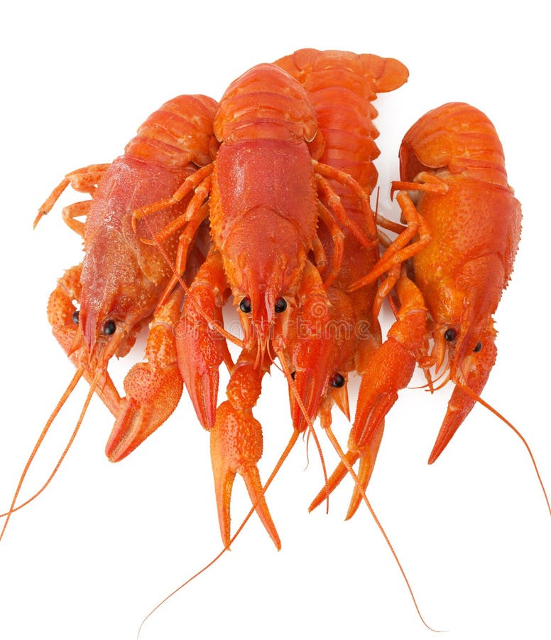 Red lobsters isolated stock photo. Image of seafood, dainty - 1416988