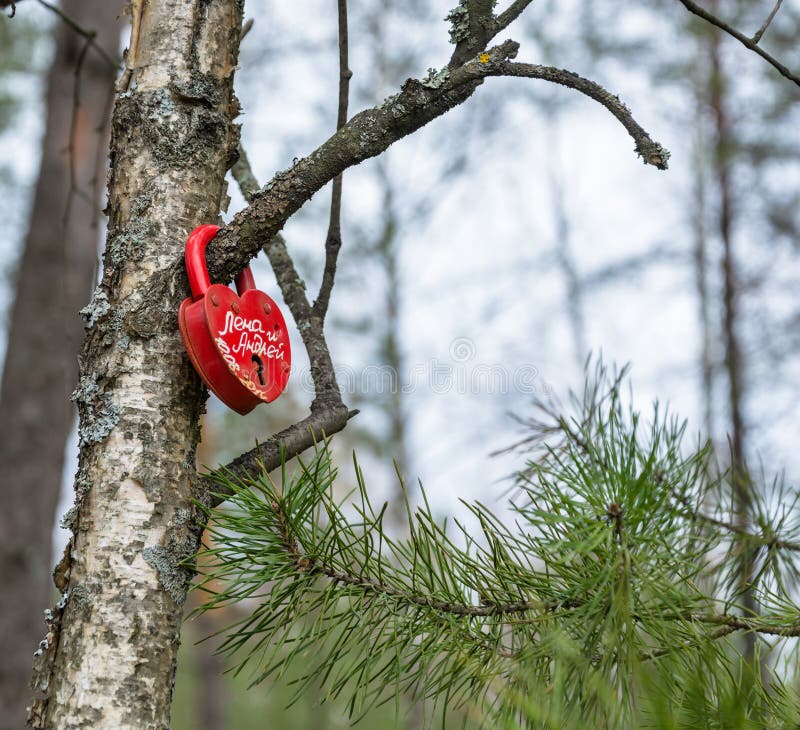Red Lock in Heart Shape on a Branch of Birch. Stock Photo - Image of ...