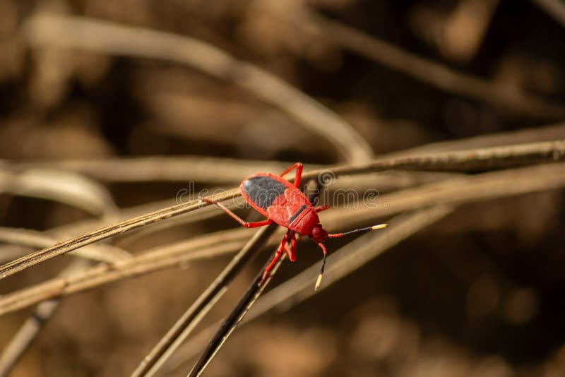 Red Locust Standing on a Plant Stock Photo - Image of imago, close ...