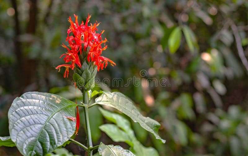 Red Tropical Flower Cardinal Guard Stock Photos - Free & Royalty-Free ...