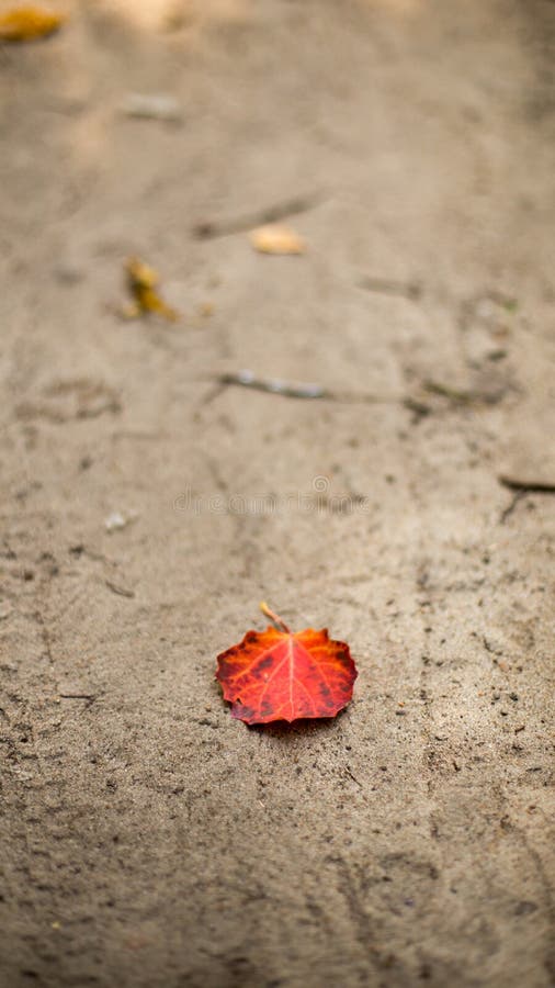 Red Lonely Leaf on the Sand in the Forest Stock Image - Image of season ...