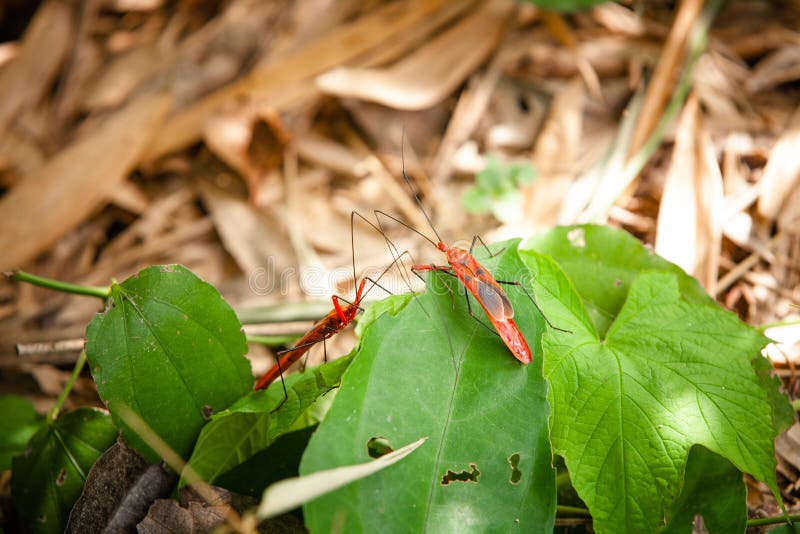 Red Long Bodied bug stock image. Image of grass, thailand - 150440673