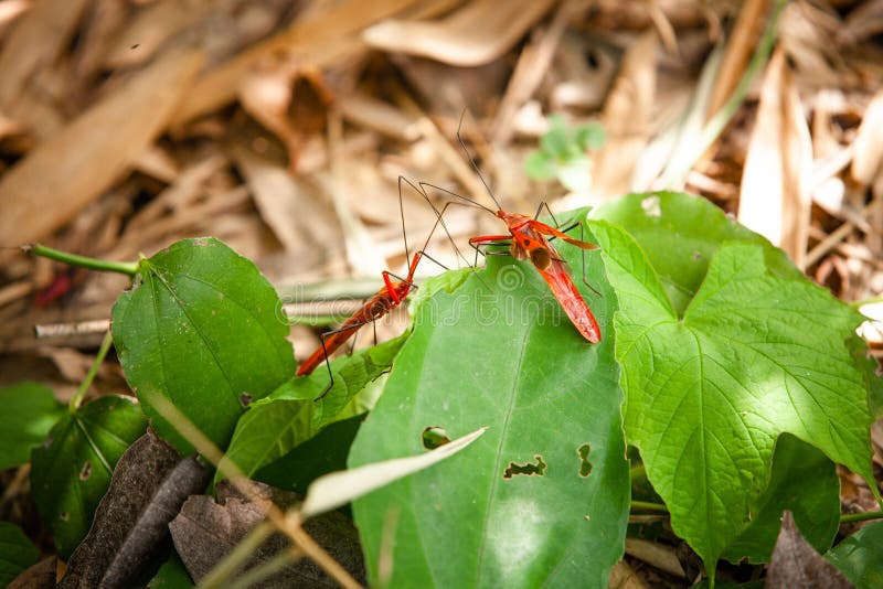 Red Long Bodied bug stock image. Image of flowers, backgound - 150442025
