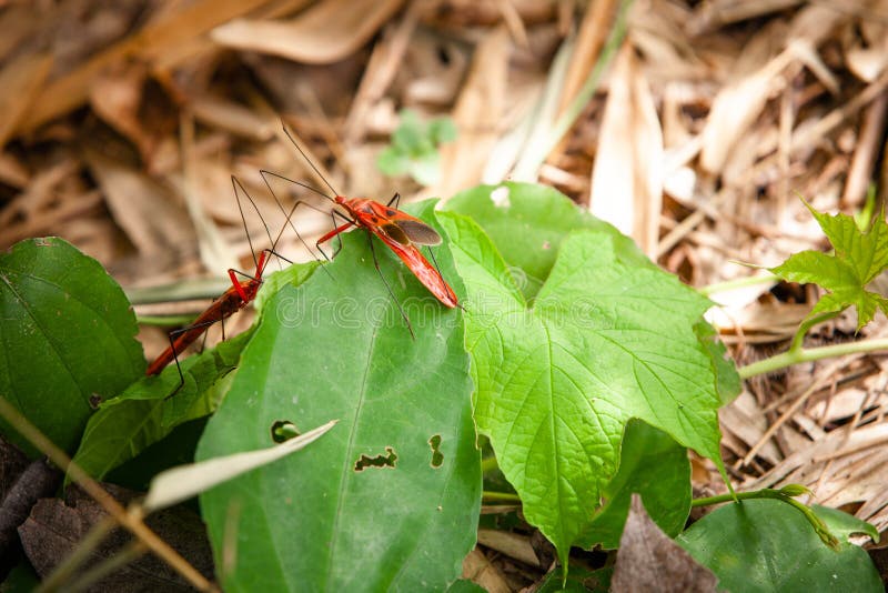 Red Long Bodied bug stock image. Image of plants, plant - 150443521