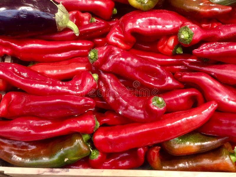 Red Long Chillies Important daily Vegetable Stock Image - Image of ...
