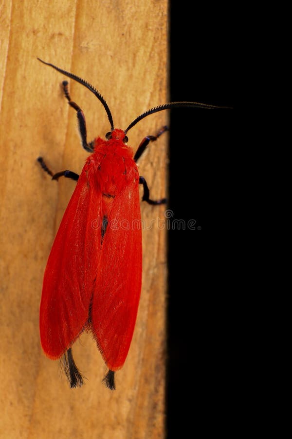 Red Long-horned Beetle, Beetle on Plant Stock Photo - Image of flower ...