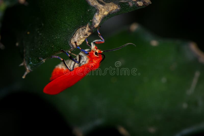 Red Long-horned Beetle, Beetle on Plant Stock Image - Image of striped ...