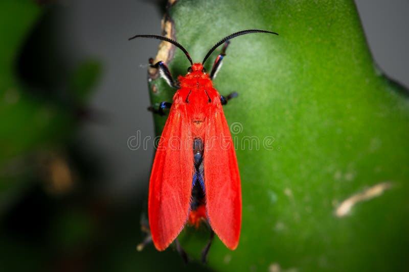 Red Long-horned Beetle, Beetle on Plant Stock Photo - Image of nature ...
