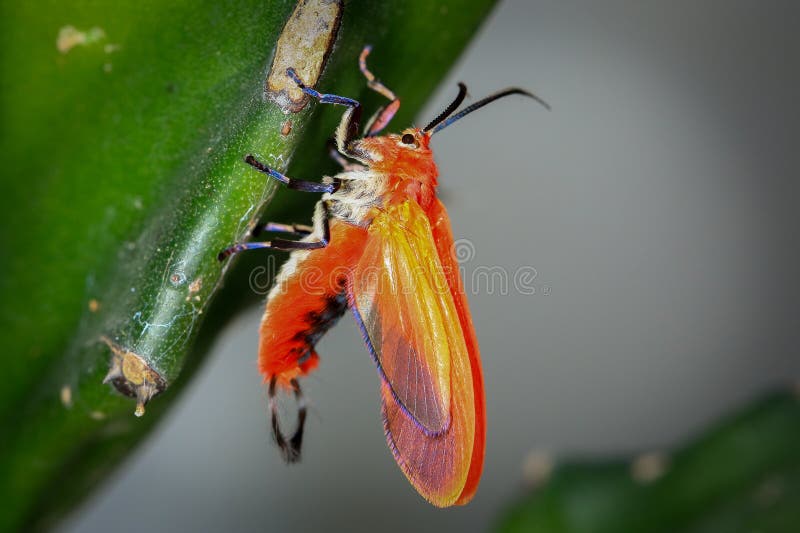 Red Long-horned Beetle, Beetle on Plant Stock Image - Image of flower ...