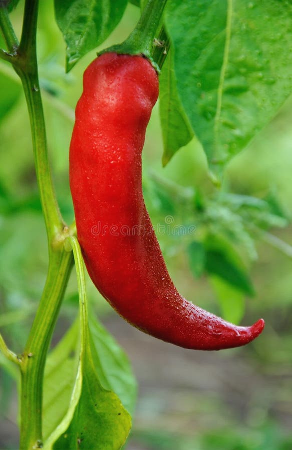 Red long hot pepper stock image. Image of closeup, vegetable - 77219093