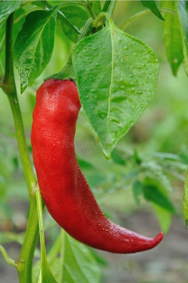 Red long hot pepper stock photo. Image of chili, ground - 77221204