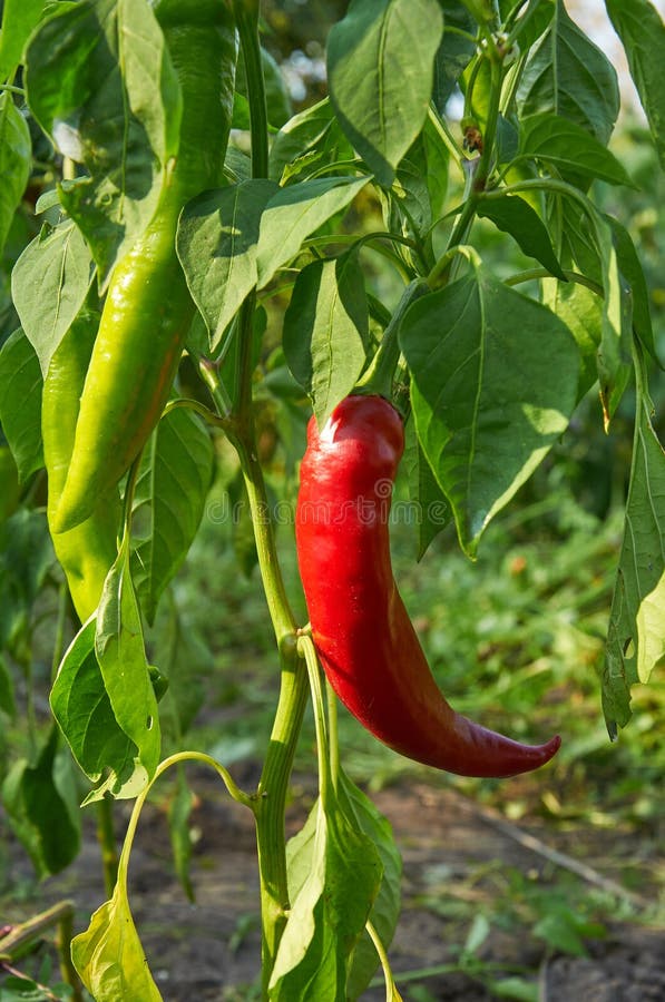 Red long hot pepper stock image. Image of capsicum, bowed - 77448545