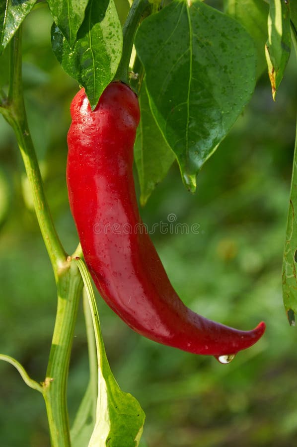 Red long hot pepper stock image. Image of drops, agriculture - 77448687