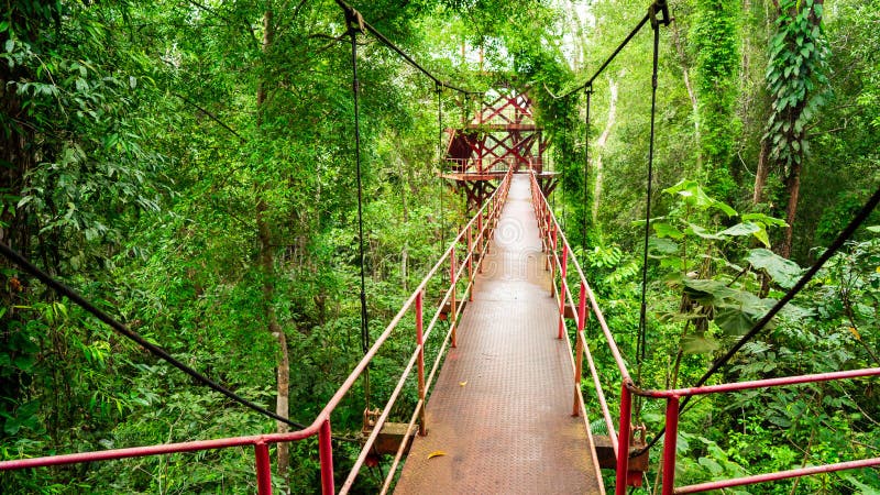 Bridge in rain forest stock photo. Image of rain, plant - 125165628