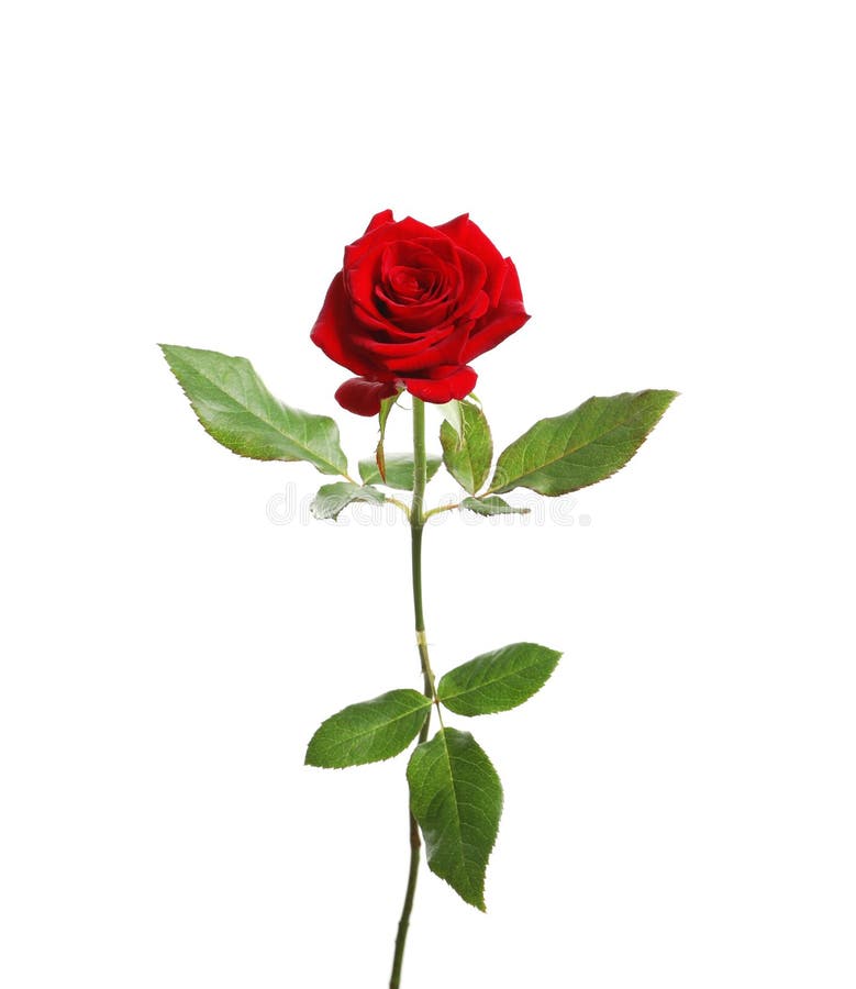 3,342 Long Stem Rose Stock Photos - Free & Royalty-Free Stock Photos ...
