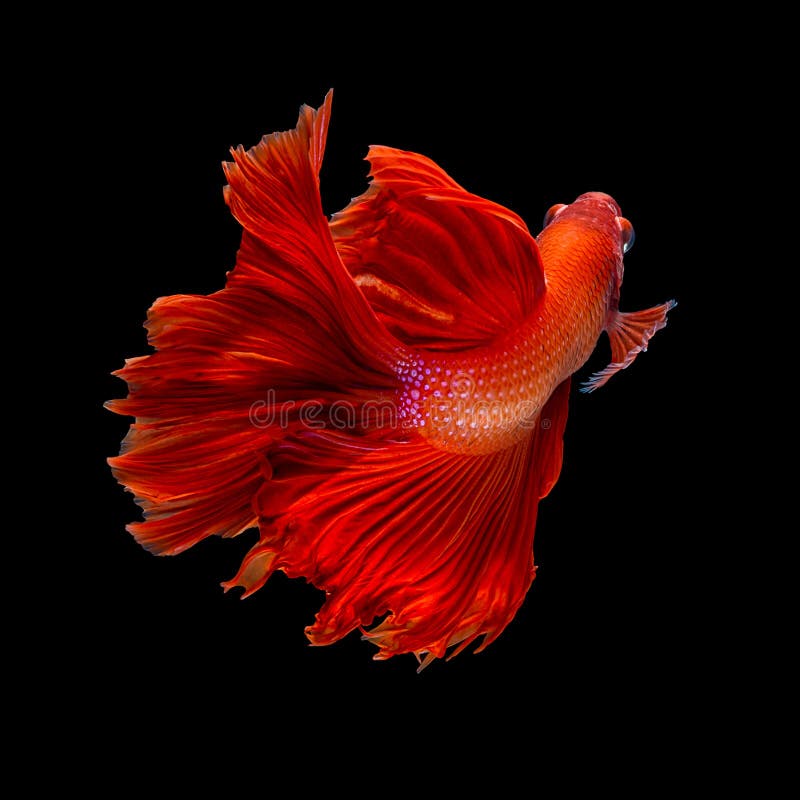 280+ Fish red tail Free Stock Photos - StockFreeImages