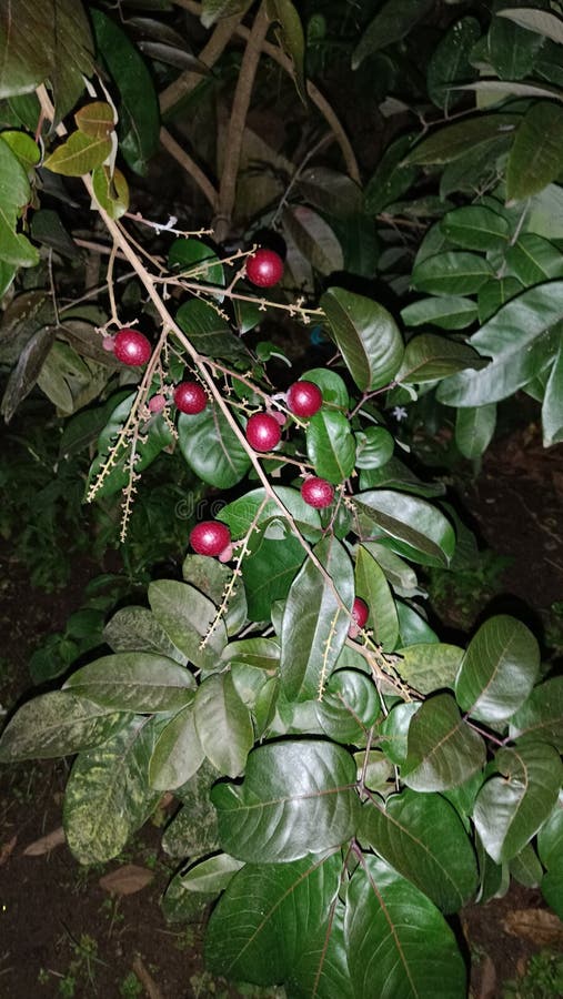 Red Longan Fruit in the Night View Stock Image - Image of view, longan ...