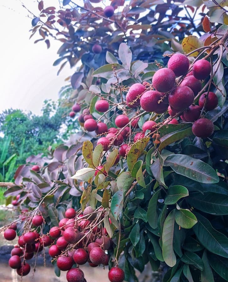 Red longan fruit stock photo. Image of autumn, fresh - 330336178