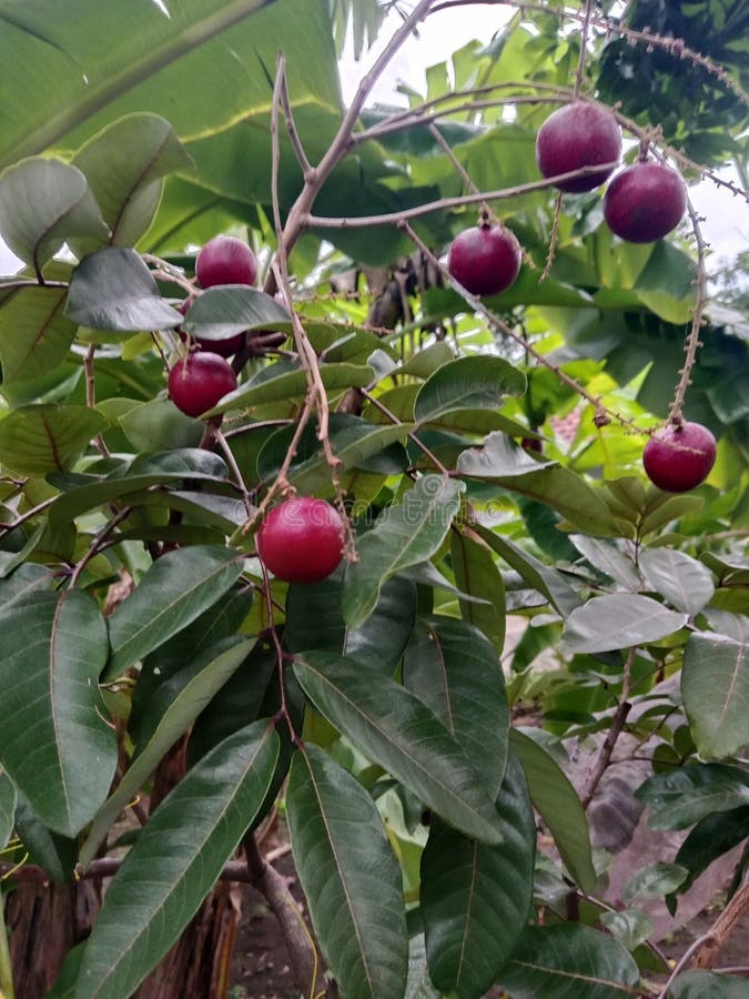 Red Longan Fruit Ready To Harvest Stock Image - Image of harvest ...