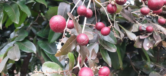 Red longan fruit on tree stock photo. Image of plant - 266649426