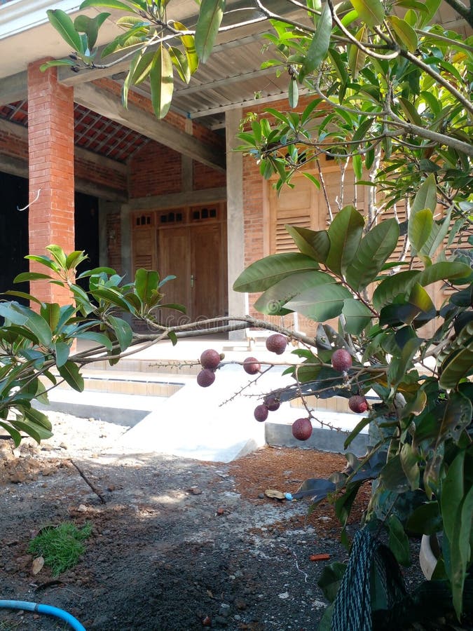 Red Longan Fruit in the Yard Stock Photo - Image of tree, backyard ...