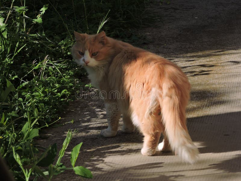 Red longhair cat outdoor stock photo. Image of sunny - 361474072