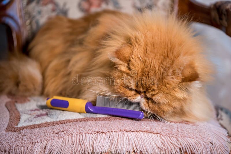 Red Longhair Persian Exotic Cat Close Up Stock Photo - Image of kitten ...