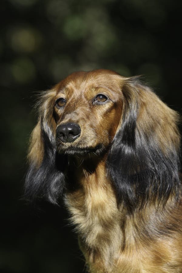 Red longhear Dachshund stock photo. Image of wirehaired - 16009682