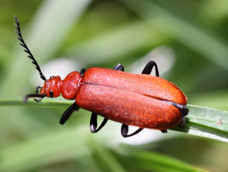 Red Longhorn Beetle stock image. Image of blade, green - 9405491