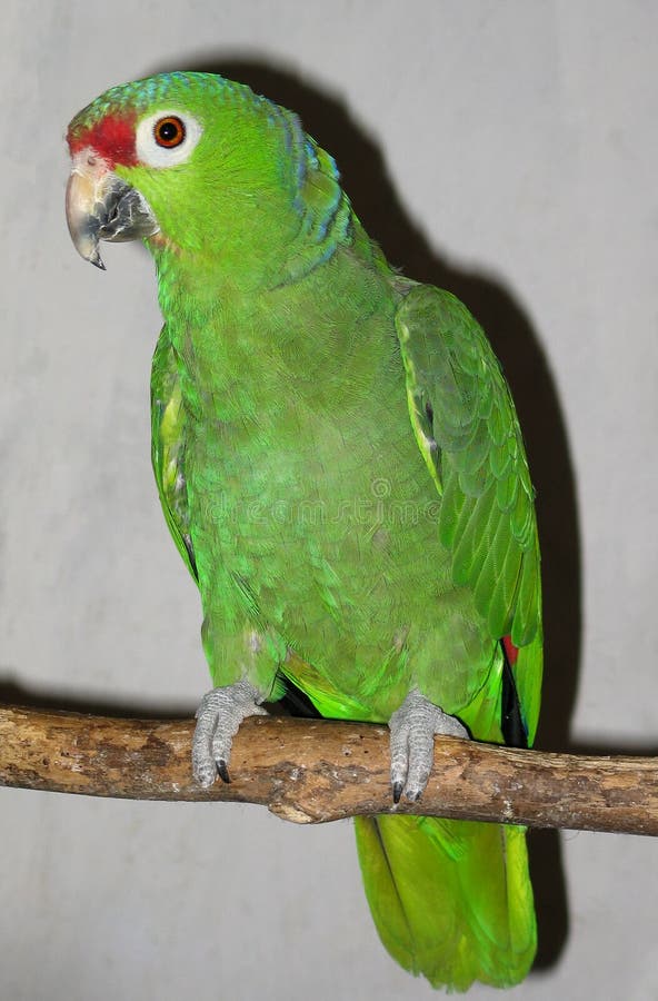 Red-lored Amazon (Amazona Autumnalis) Stock Photo - Image of beogradski ...