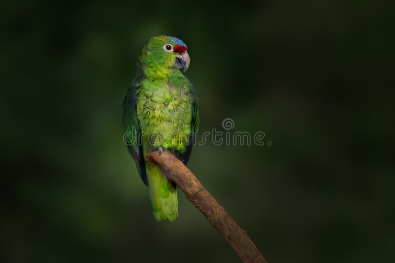 Red Lored Amazon parrot stock photo. Image of life, ecology - 306950040