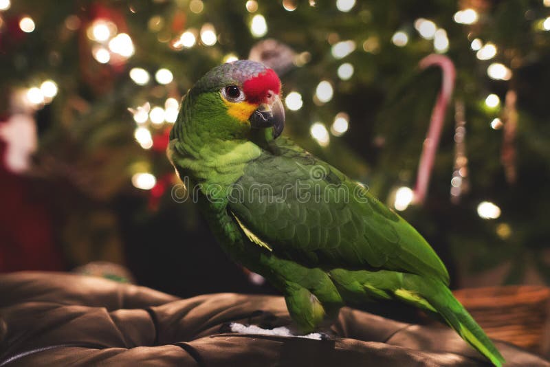 Red Lored Amazon Parrot stock image. Image of closeup - 83972111