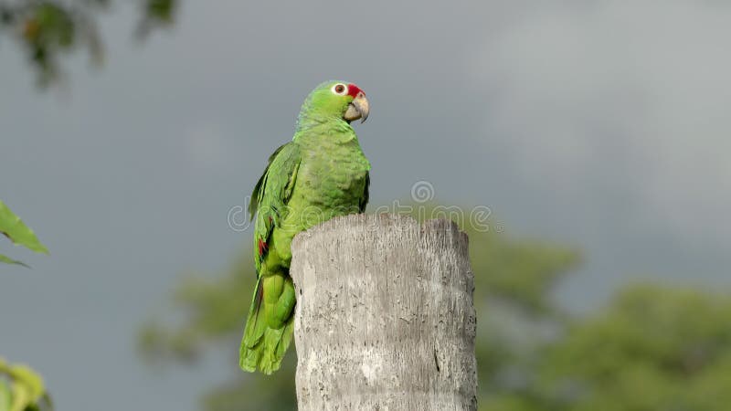 Red-lored Amazon Parrot Perching on a Palm Trunk Stock Photo - Image of ...