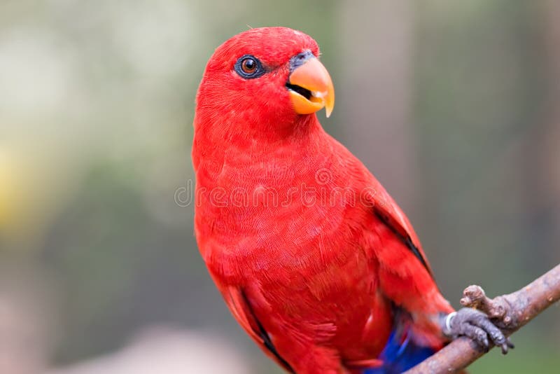 Red Lorikeet stock image. Image of nature, caribbean, habitat - 2467359