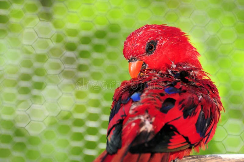 Red Lorikeet Bird in Aviary Stock Photo - Image of branches, blue: 24190002