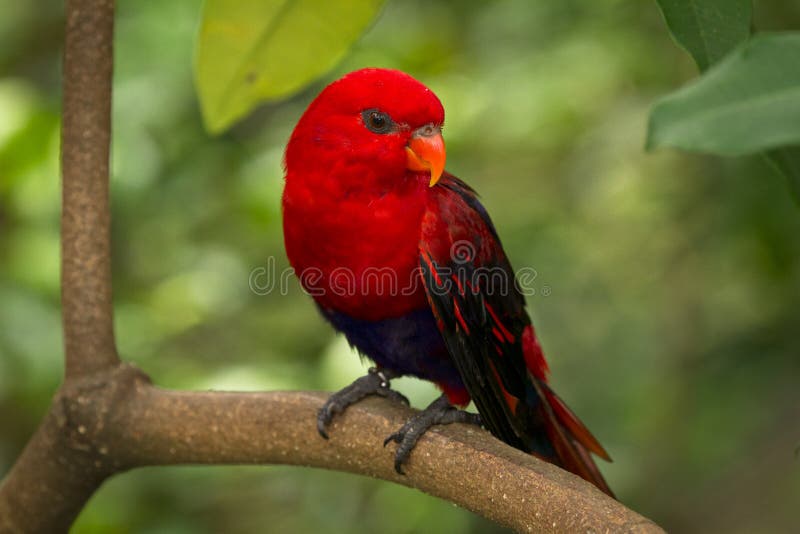 Red lory stock photo. Image of colored, bright, life - 18535626