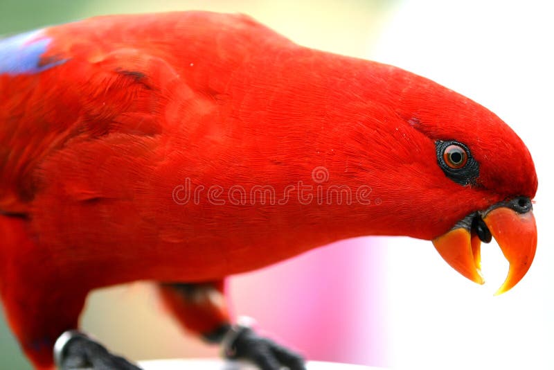 Colourful Lory stock image. Image of park, lory, animal - 691983