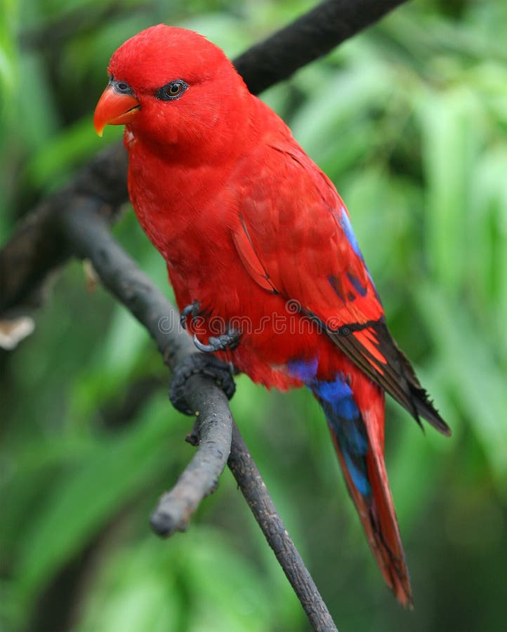 Red Lory stock photo. Image of colourful, outdoor, lory - 691958