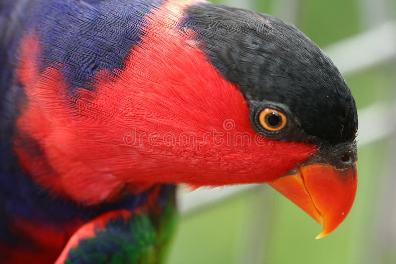 Colourful Lory stock image. Image of park, lory, animal - 691983