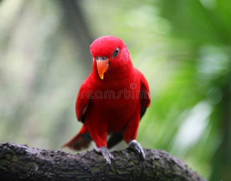 The Red Lory Eos Bornea Perched in the Rainforest Tree Fanning Feathers ...