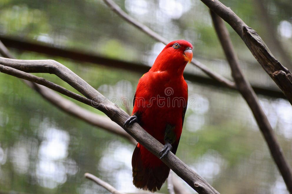 Red lory stock photo. Image of intent, allred, birdpark - 101792414