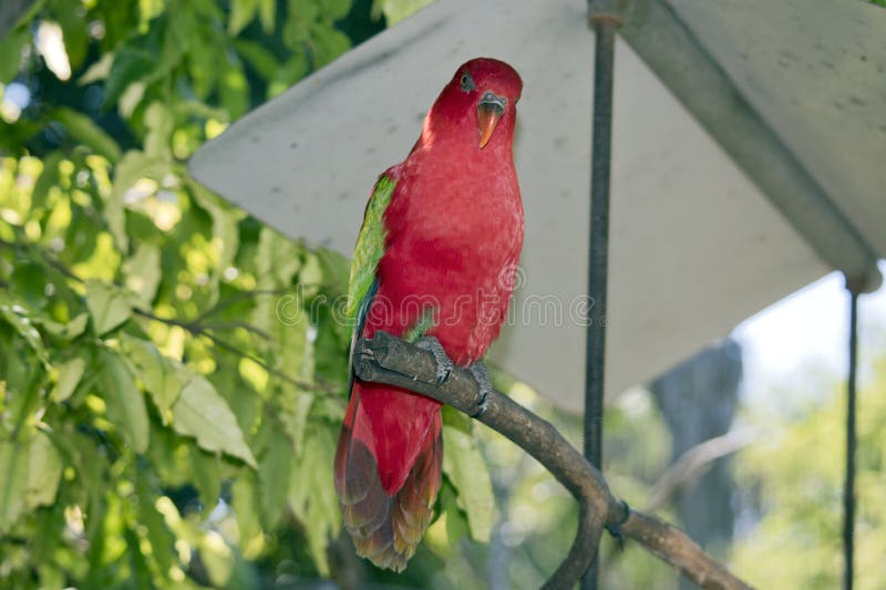 The Red Lory is Perched on a Tree Branch Stock Image - Image of ...