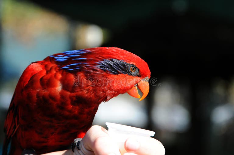 Red-Collard Lorikeet Eating Sweet Nectar from the Hand of a Wildlife ...