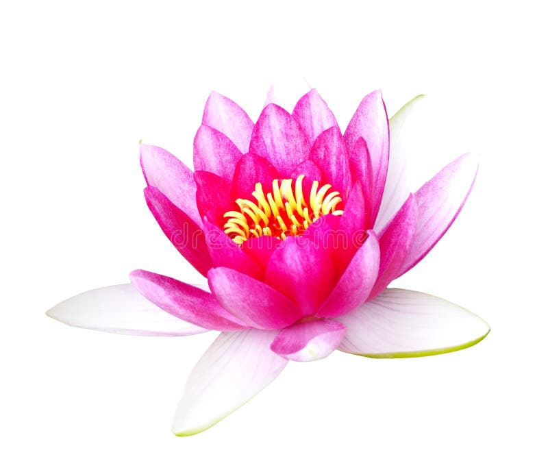 Lotus stock image. Image of summer, garden, morning, backgrounds - 8975603