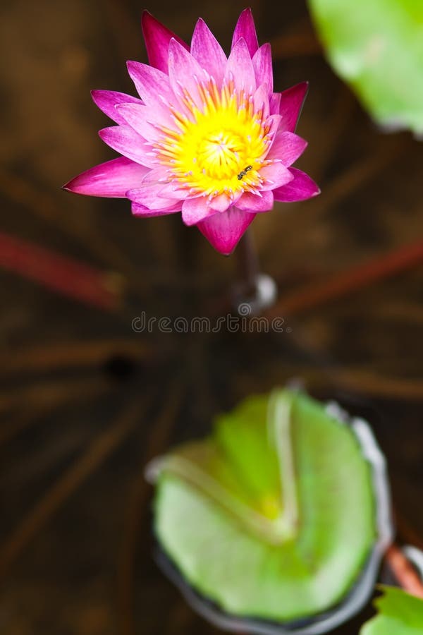 Red lotus stock image. Image of pond, aquatic, green - 17078053
